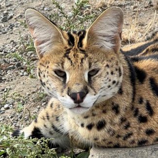 Meet the Animals - Cat Tales Wildlife Center