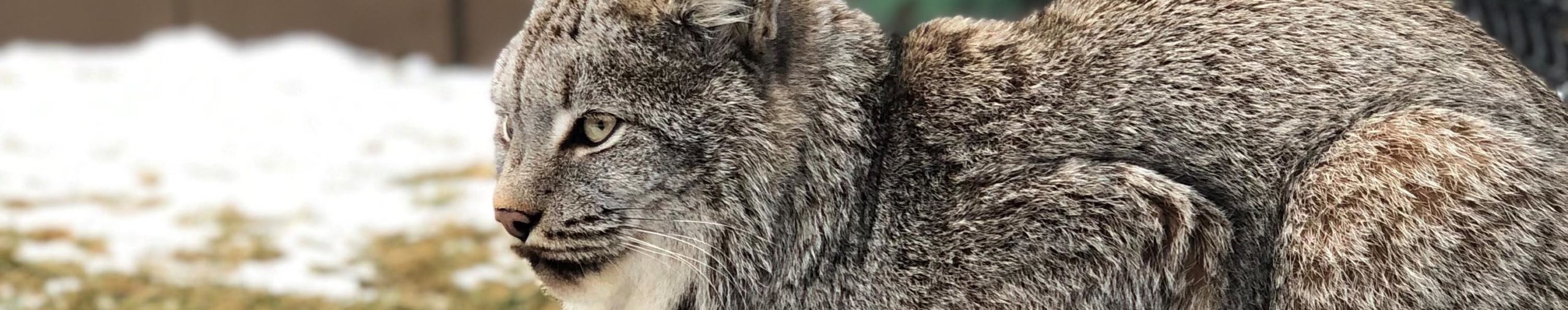 Canada Lynx - Cat Tales Wildlife Center
