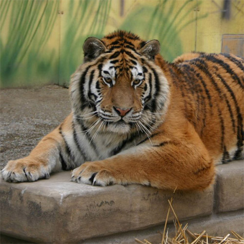 Wild Ambassadors - Cat Tales Wildlife Center