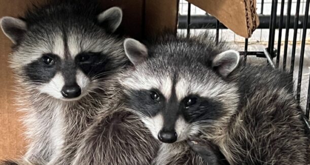 Rescuing Hope: A Tale of Two Raccoon Kits on Their Journey to Freedom ...