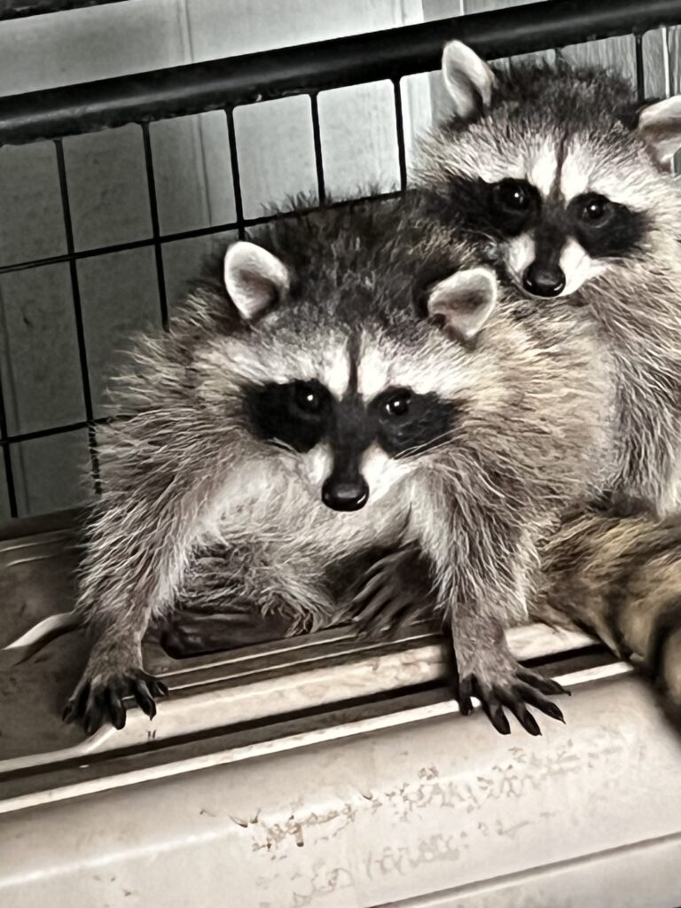 Rescuing Hope: A Tale of Two Raccoon Kits on Their Journey to Freedom ...