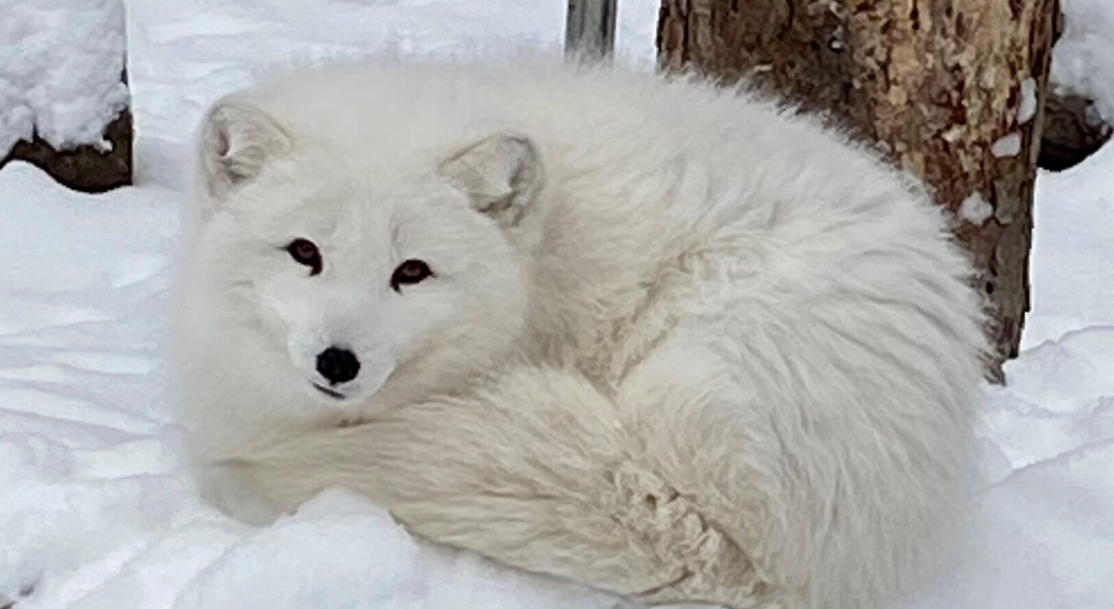 Preparing for Winter: Ensuring Comfort and Safety - Cat Tales Wildlife ...