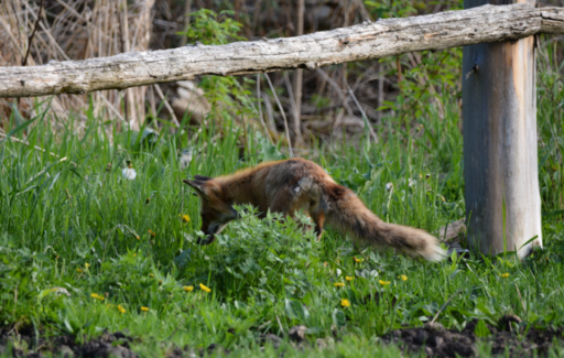 What Do Foxes Eat? - Cat Tales Wildlife Center