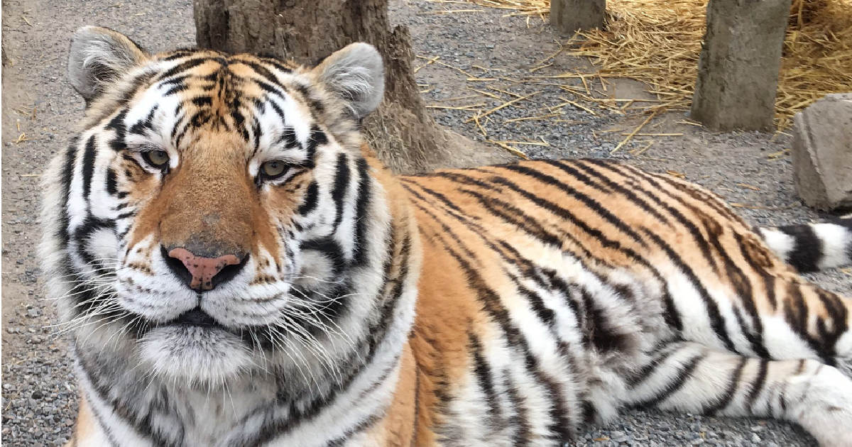 In Loving Memory of Tuga (2007-2024) - Cat Tales Wildlife Center