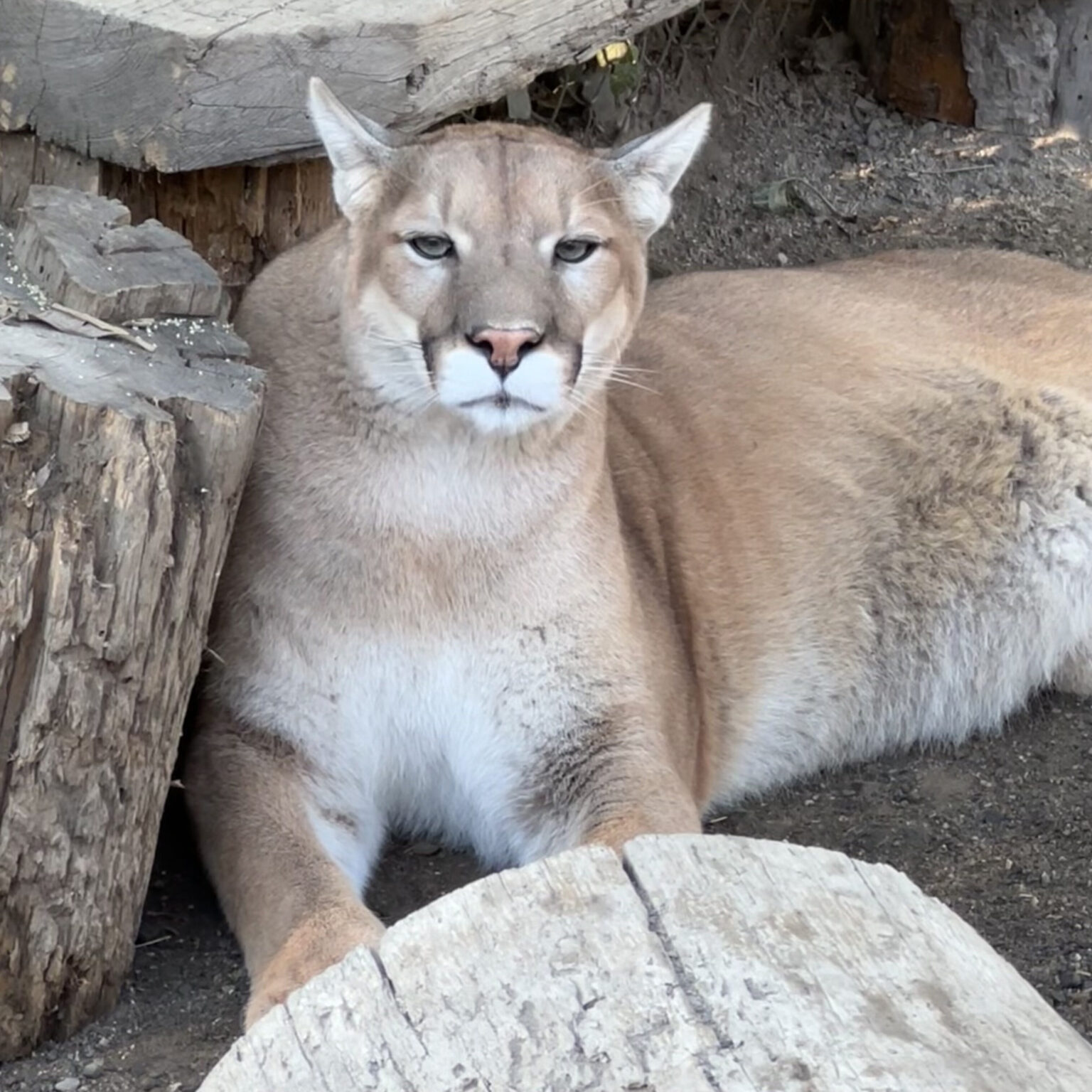 Pumas - Cat Tales Wildlife Center